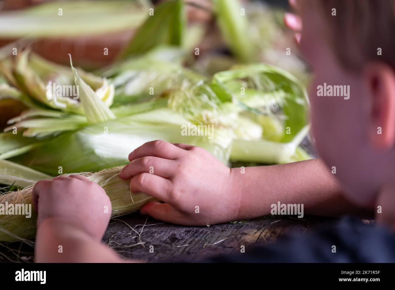 Small child learning to Shucking and tasseling sweet corn Stock Photo ...