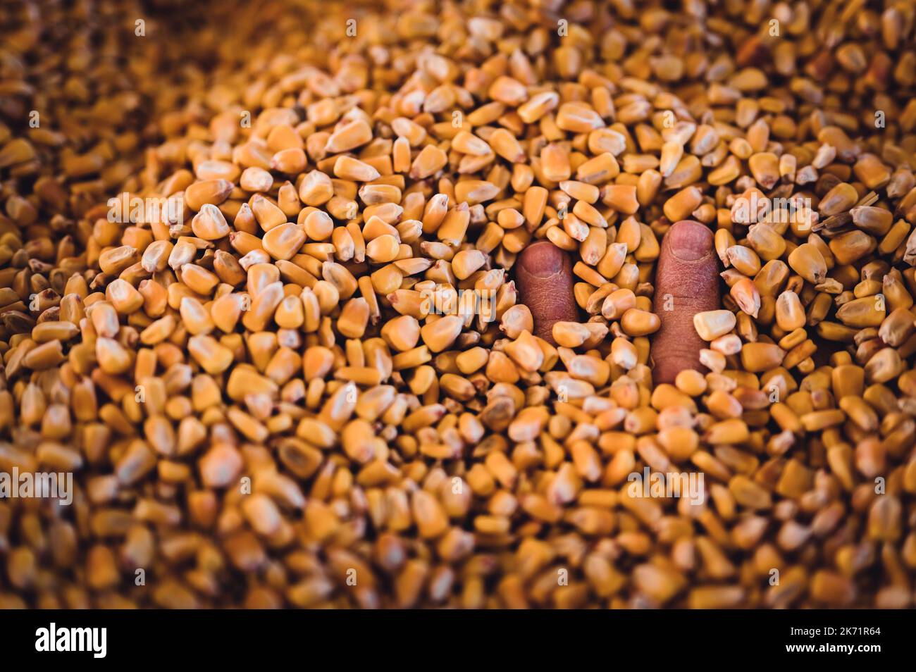 Hand buried and entrapped in the top layer of corn in a grain storage ...