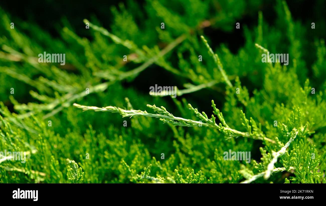 Beautiful fresh green leaves of Juniper Cossack - Juniperus sabina, is coniferous shrub Stock ...