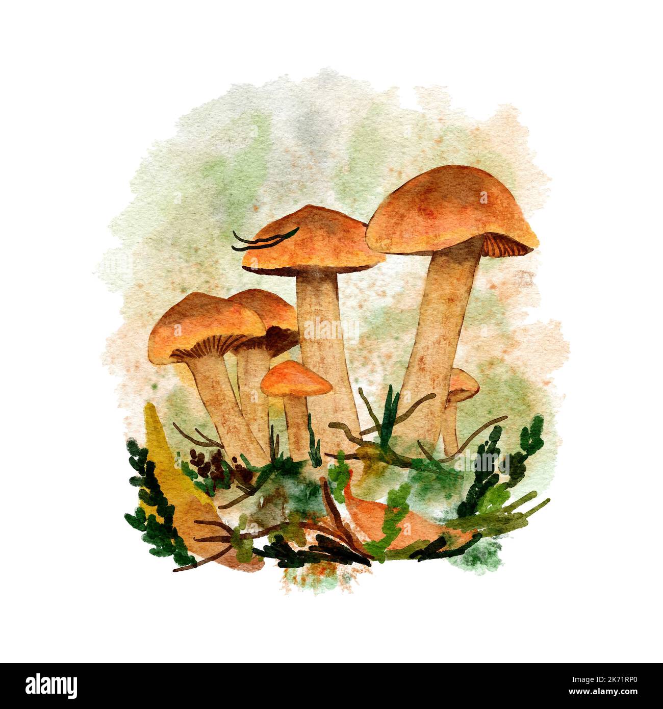 Hand drawn watercolor forest mushroom, edible poisonous fungi in wood ...