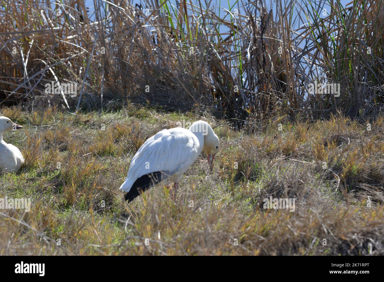 Pacific Coast Birds Stock Photo - Alamy