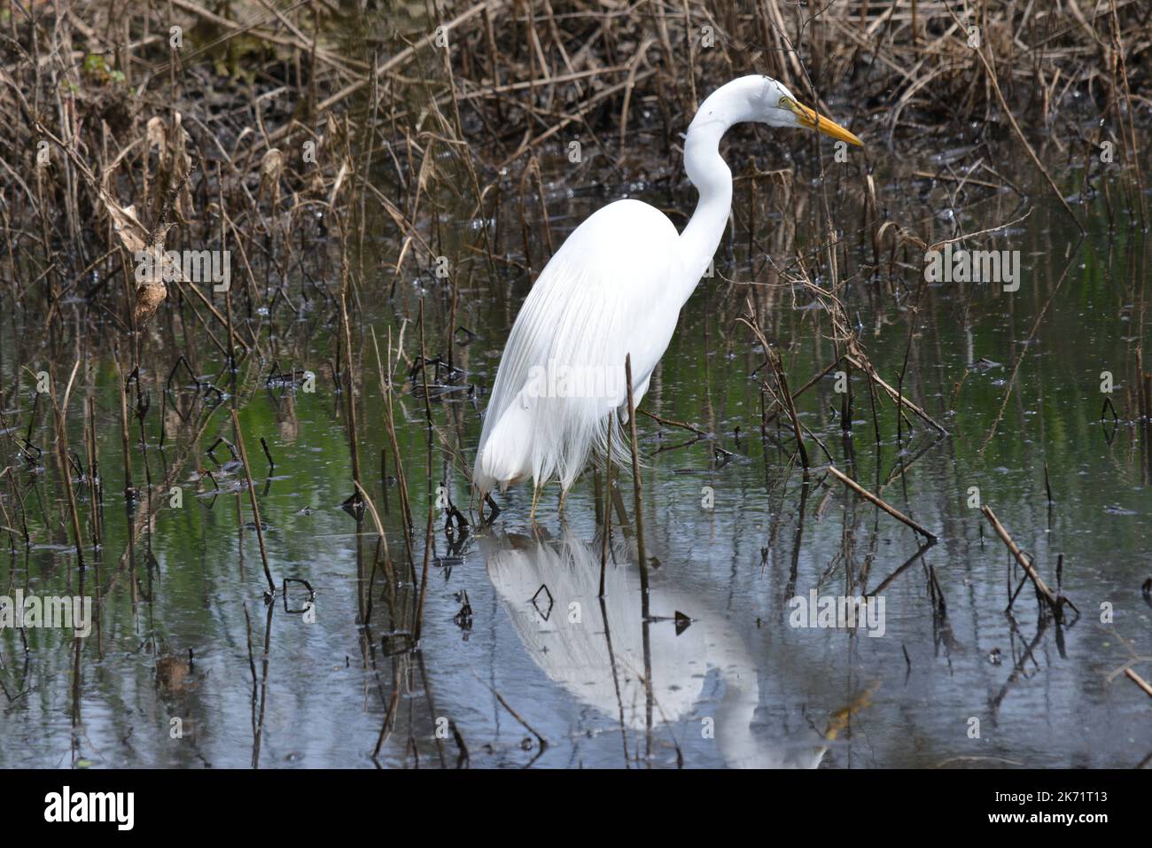 Pacific Coast Birds Stock Photo - Alamy