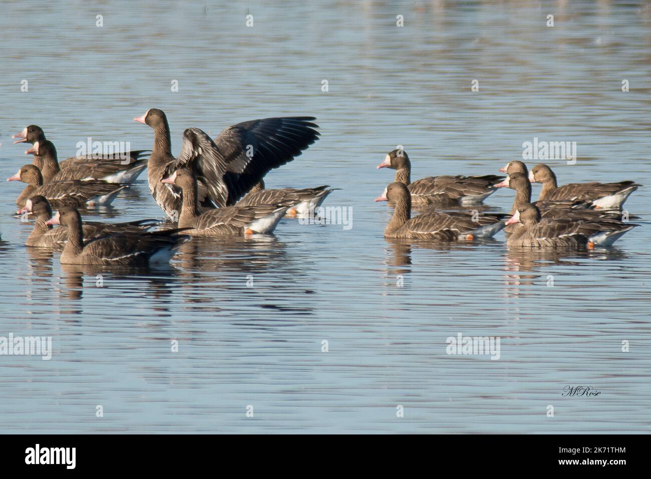 Pacific Coast Birds Stock Photo - Alamy