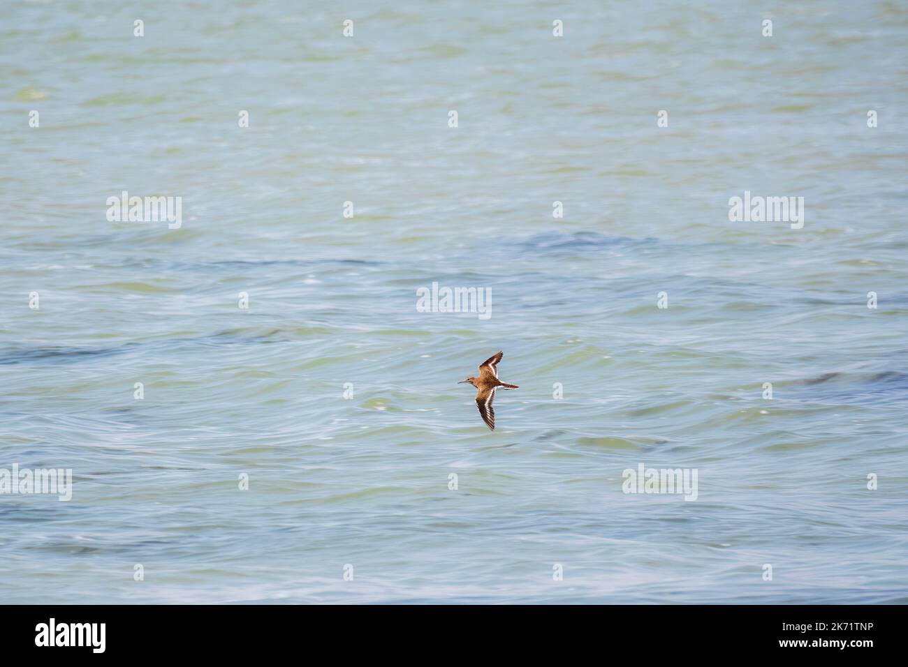 Common sandpiper, Actitis hypoleucos, flying over lake water. The ...