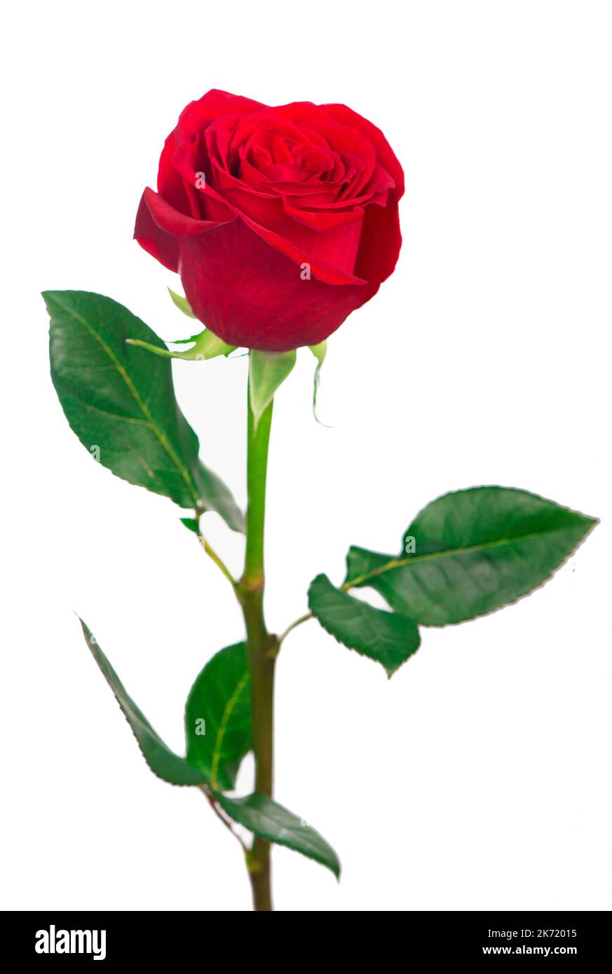 red rose on a white background Stock Photo - Alamy