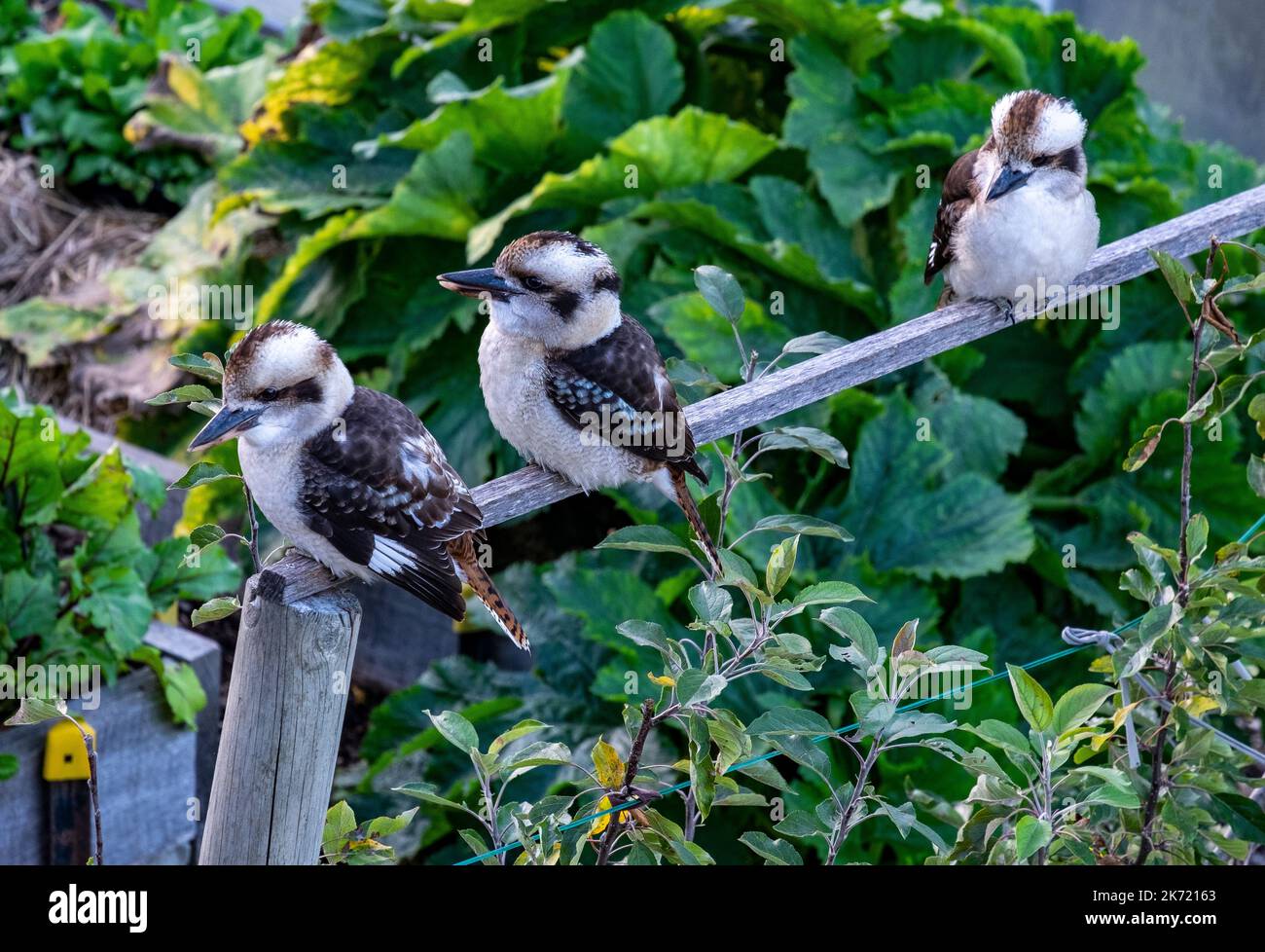 A family of Australian kookaburras perched on an espalier frame in a ...