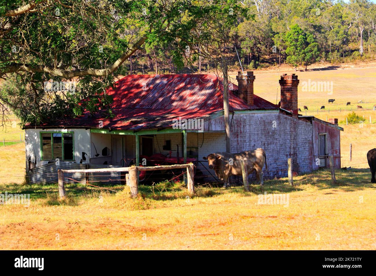 Bull standing at the side of old Australian farmhouse, Southwest ...