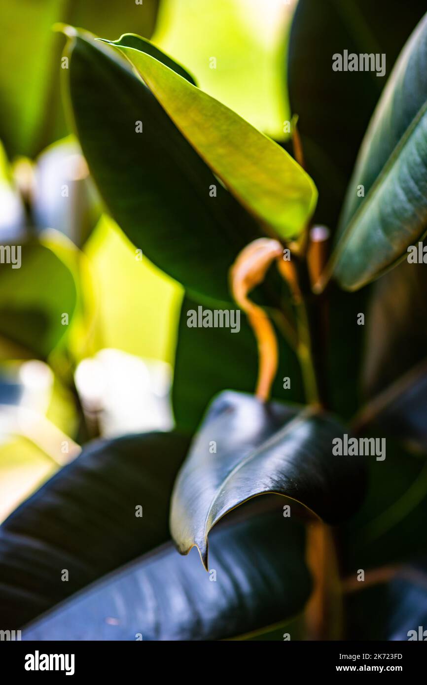 Rubber fig's big smooth green leaves in the pot Stock Photo - Alamy