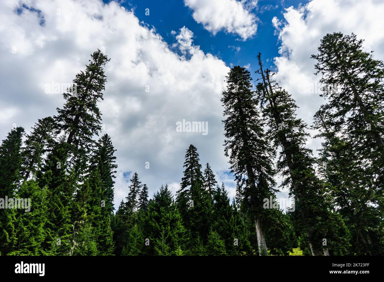Mountain landscape in famous recreation zone of Guria region in western ...
