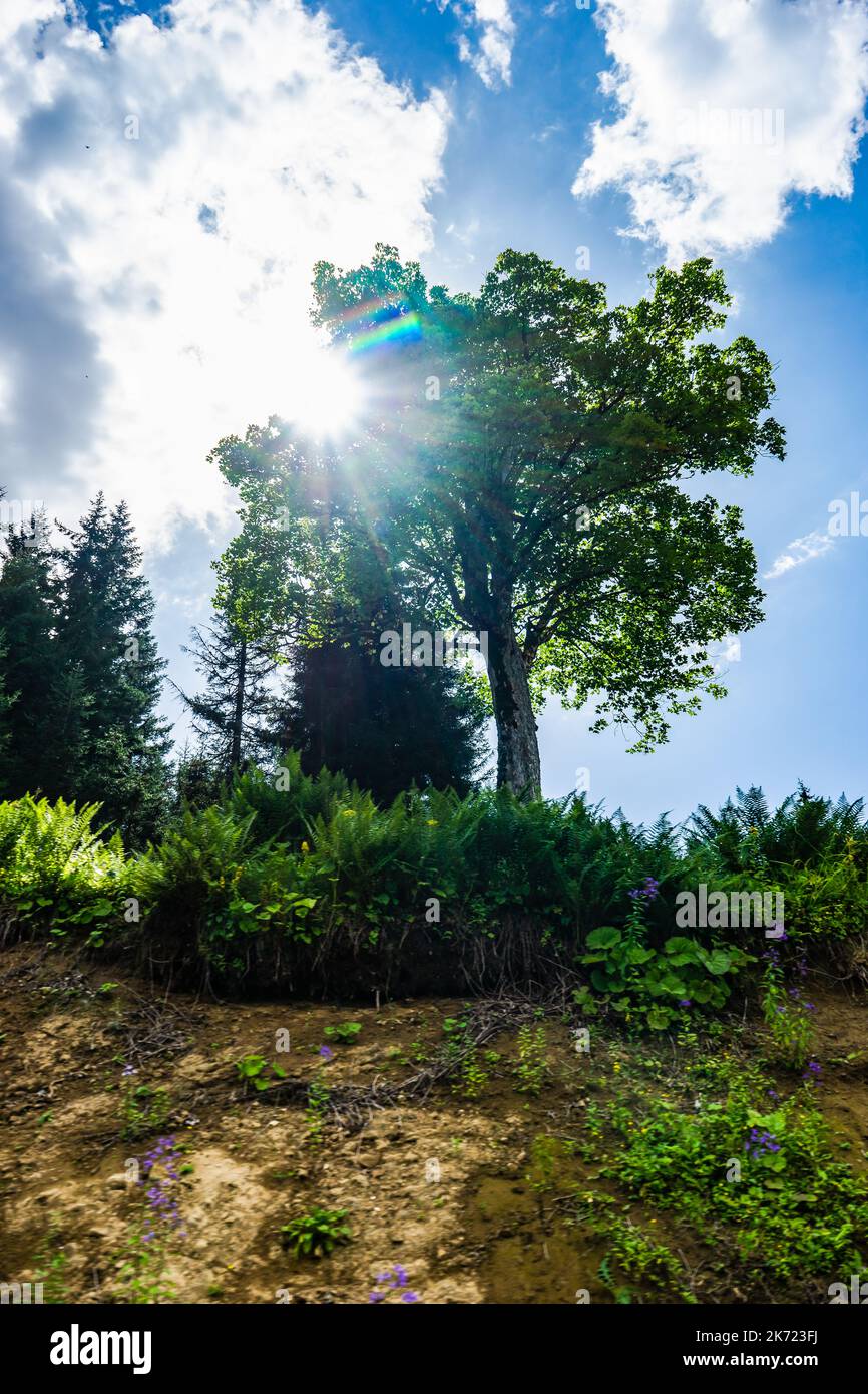Mountain landscape in famous recreation zone of Guria region in western ...