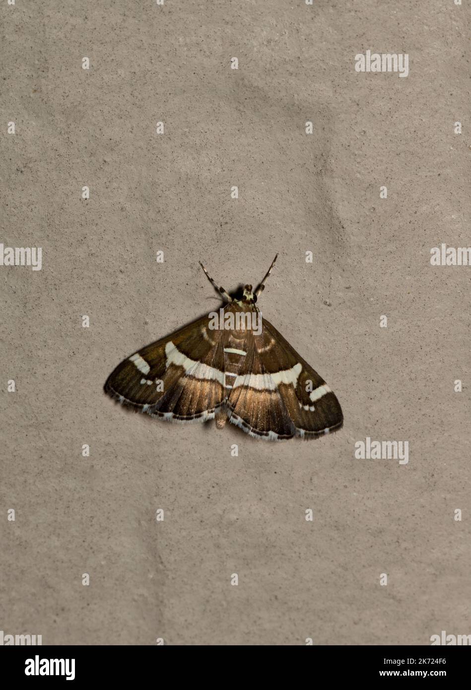 Beet Webworm Moth (Spoladea recurvalis) on an exterior wall at night ...