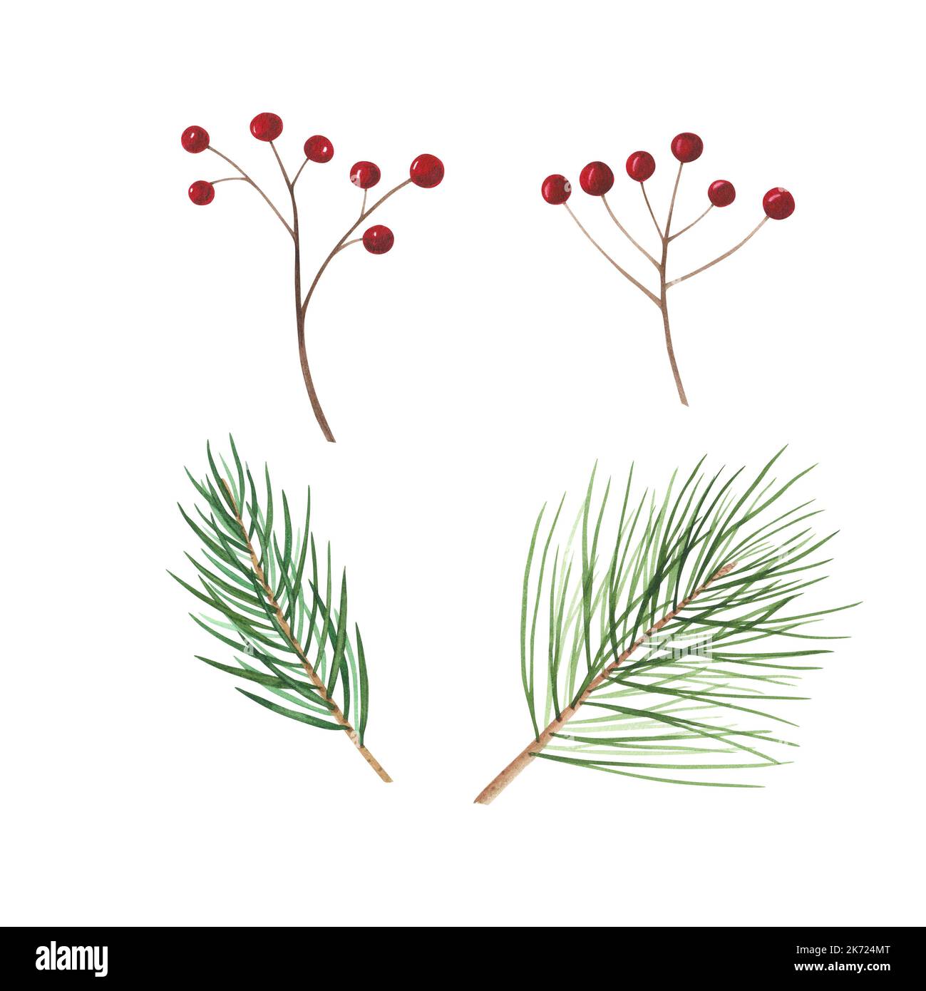 Christmas tree set branch with red berries, spruce and pine isolated on ...