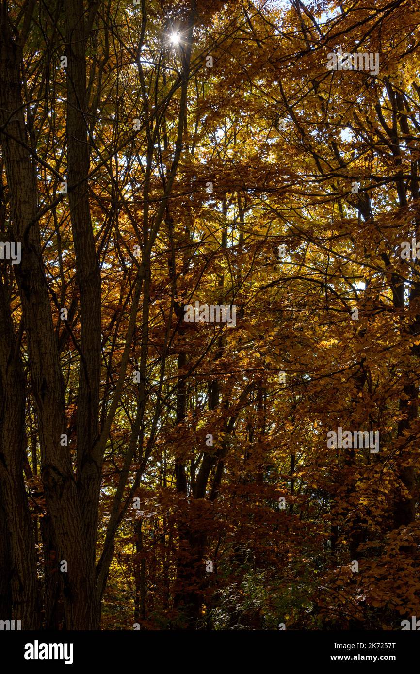 Sun rays through trees with orange leaves, autumn scenery nice for ...