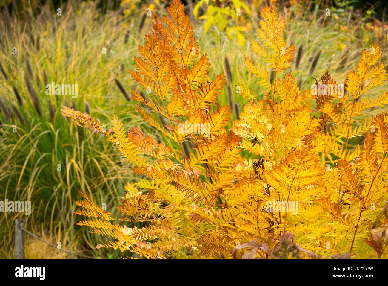 Fern Leaves Yellow
