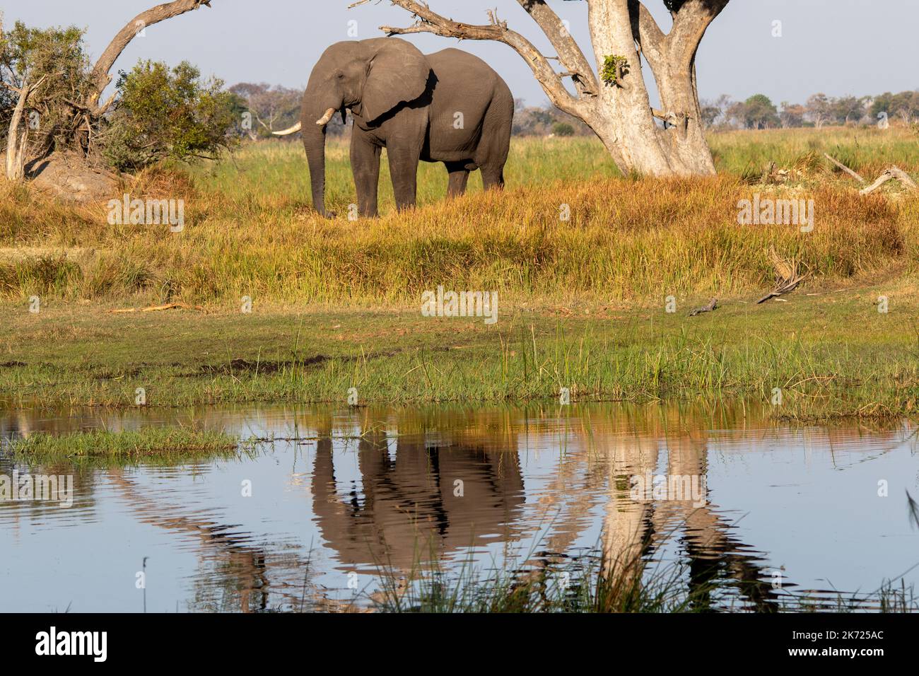 African Landscapes With Elephant