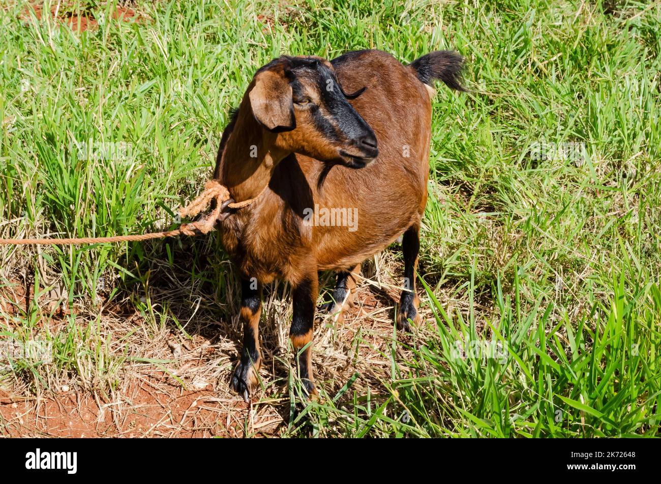 Highbread hi-res stock photography and images - Alamy