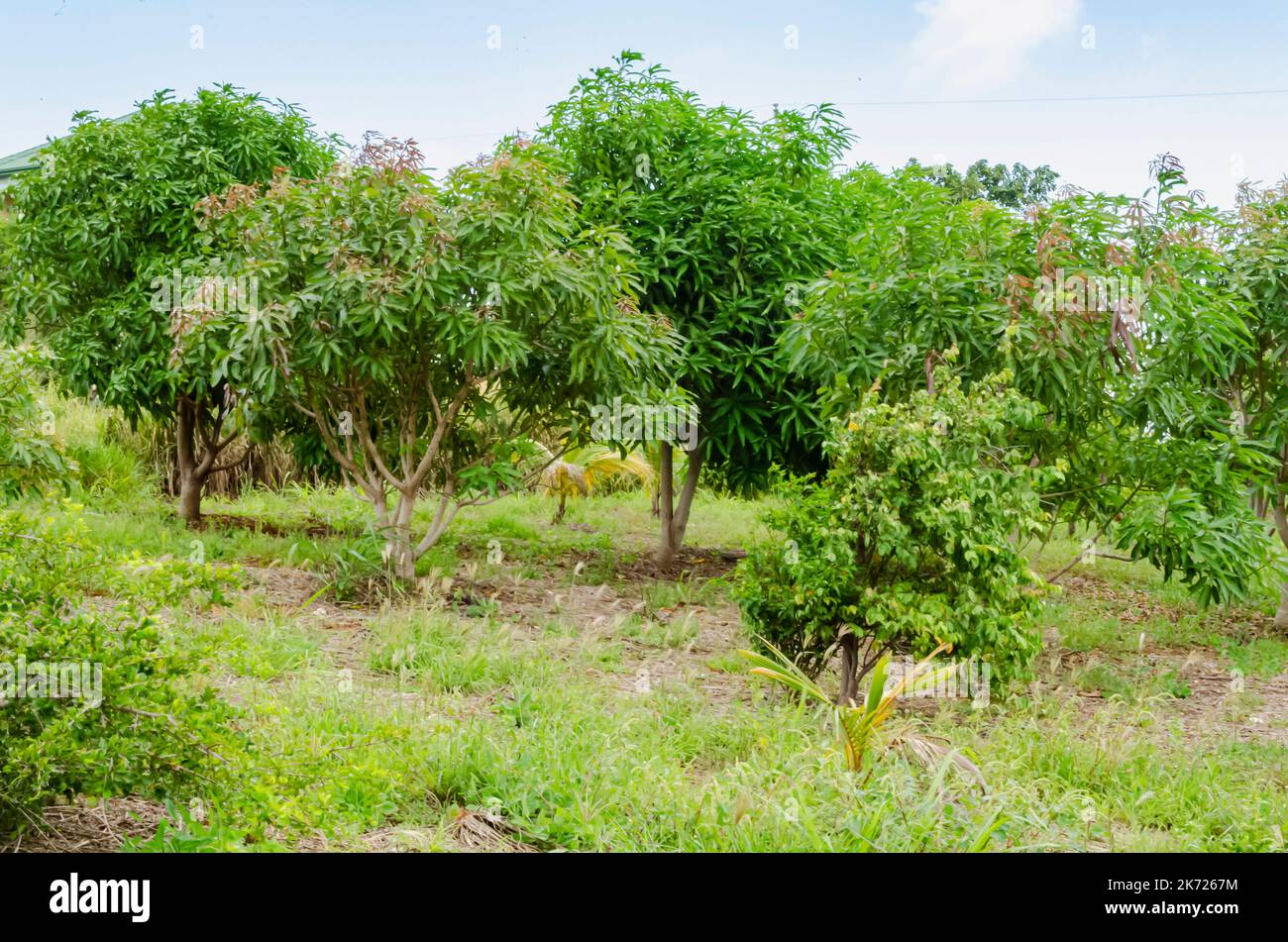The orchard has in it a few mango trees, an acerola cherry tree ...