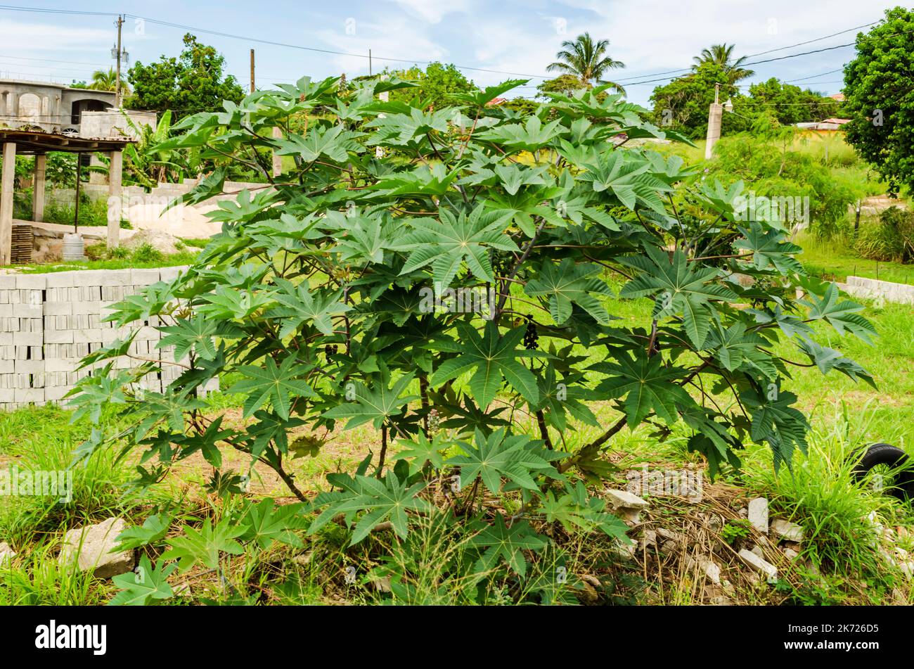 Oilnut tree hi-res stock photography and images - Alamy