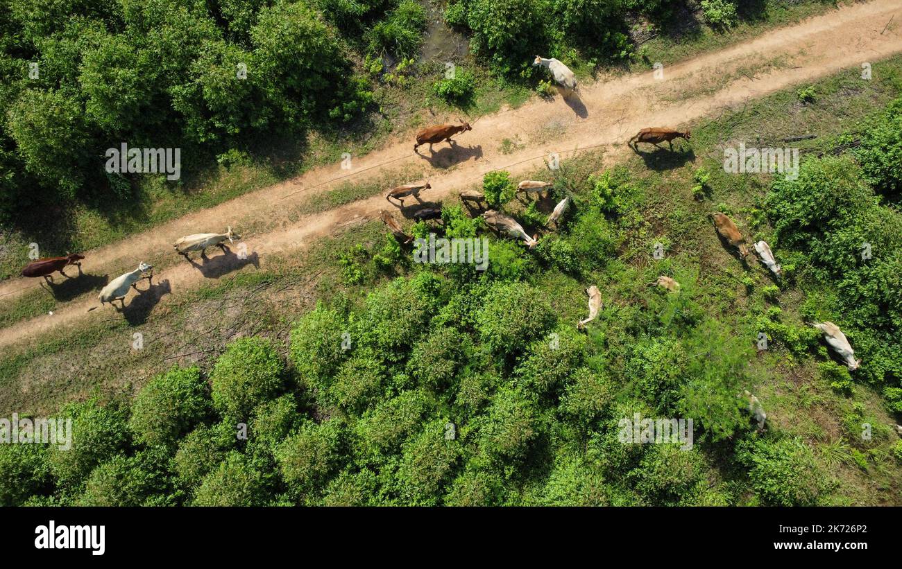 Aerial view of a herd of cows walking on a dirt road in a rural pasture ...