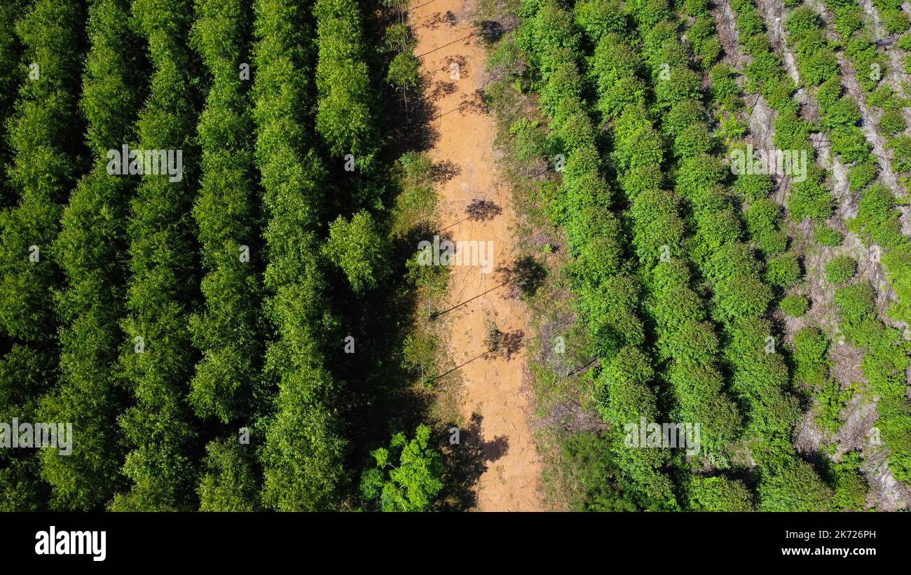 Aerial view of a dirt road that cuts through the beautiful green spaces ...