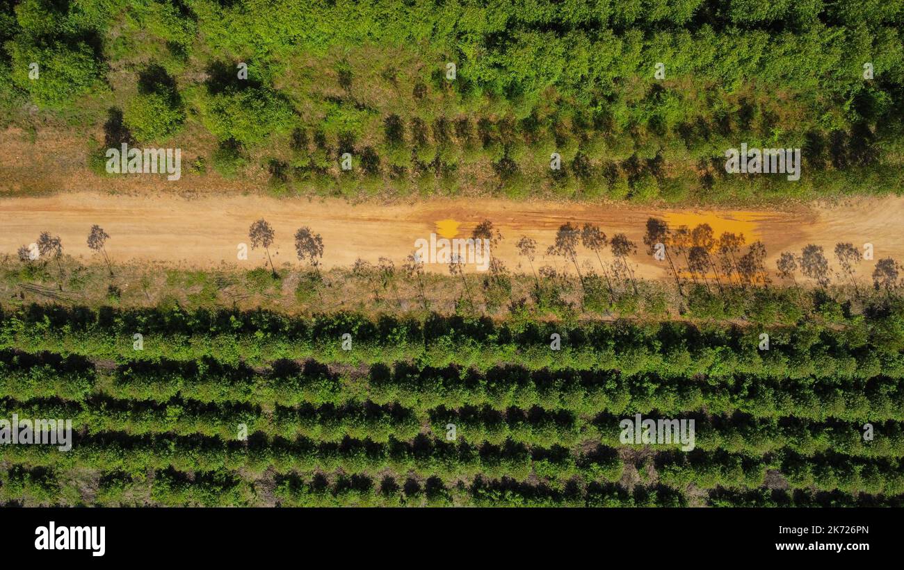 Aerial view of a dirt road that cuts through the beautiful green spaces ...