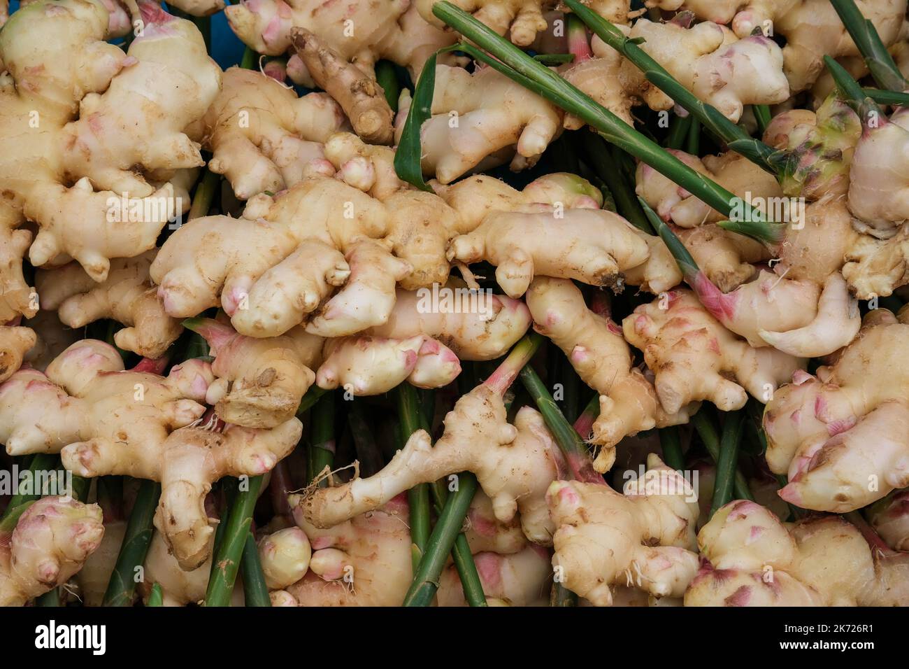 Harvest ginger root from organic farms. Fresh ginger in the garden with ...