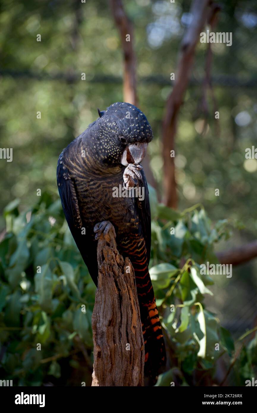 Red Tailed Black Cockatoos (Calyptorhynchus Banksii) are big enough to ...