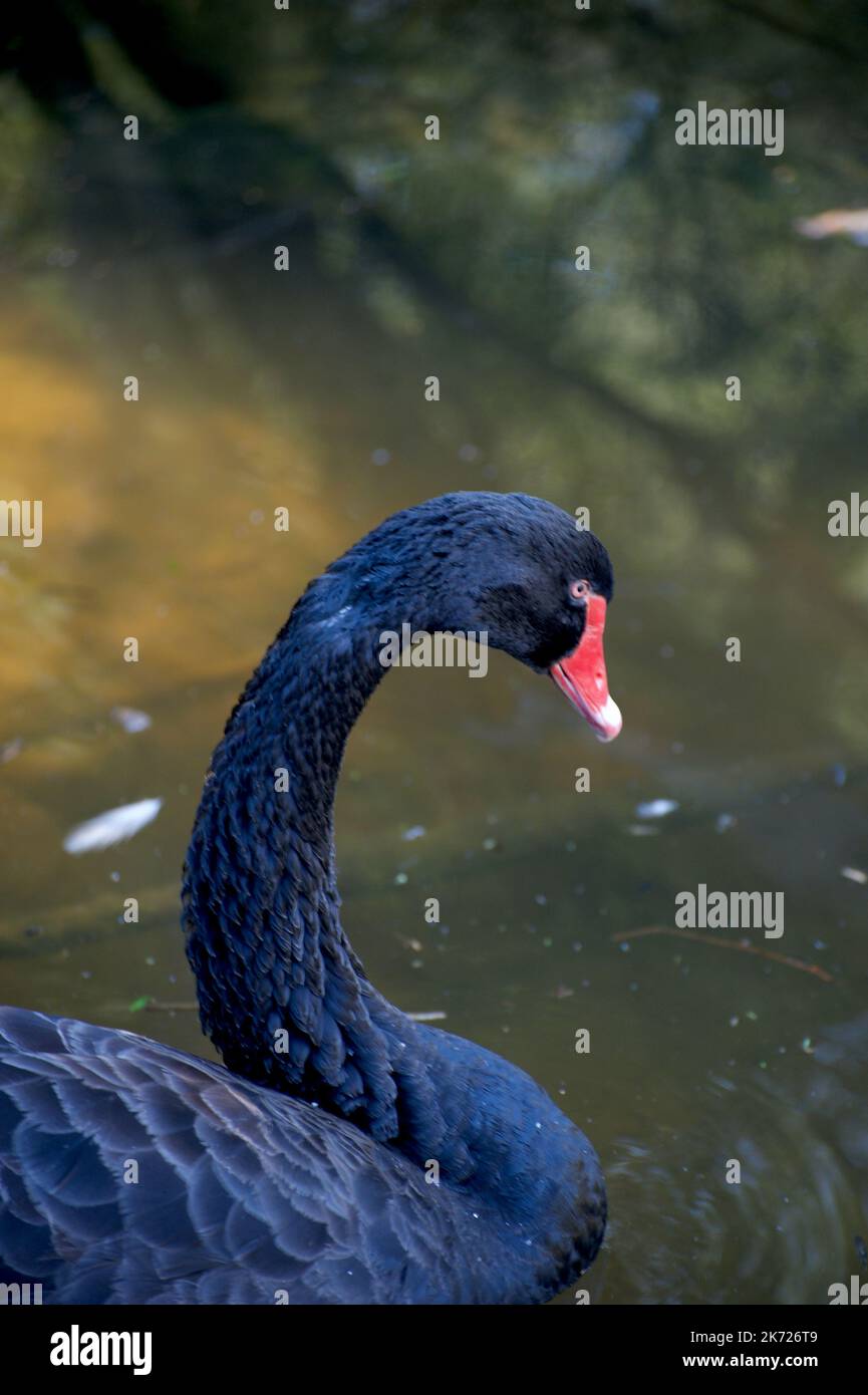 Black Swans (Cygnus Atratus) are native to Australia and can be seen ...