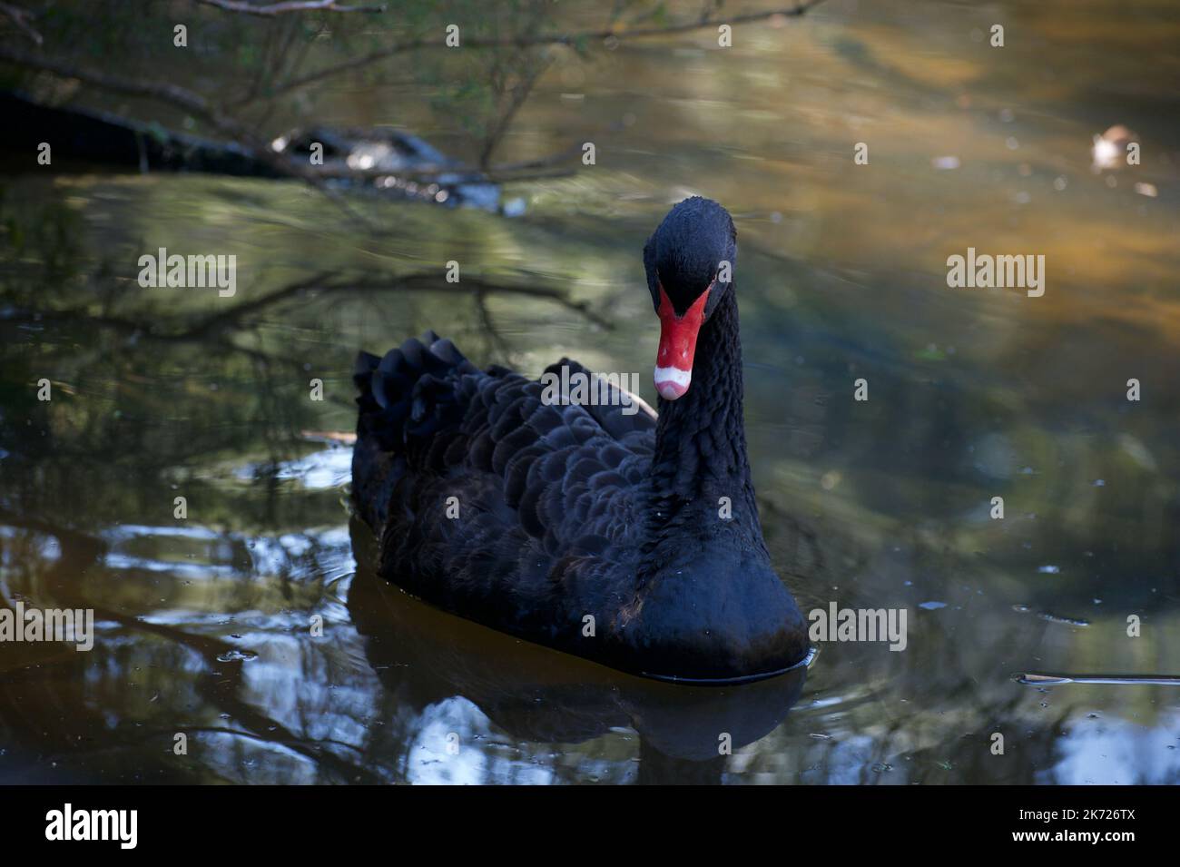 Black Swans (Cygnus Atratus) are native to Australia and can be seen ...