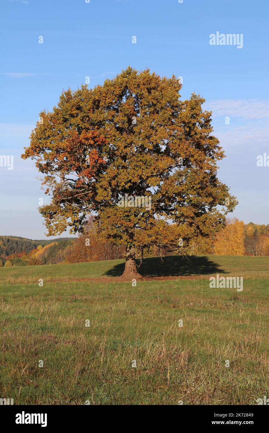 Indian oak trees hi-res stock photography and images - Alamy