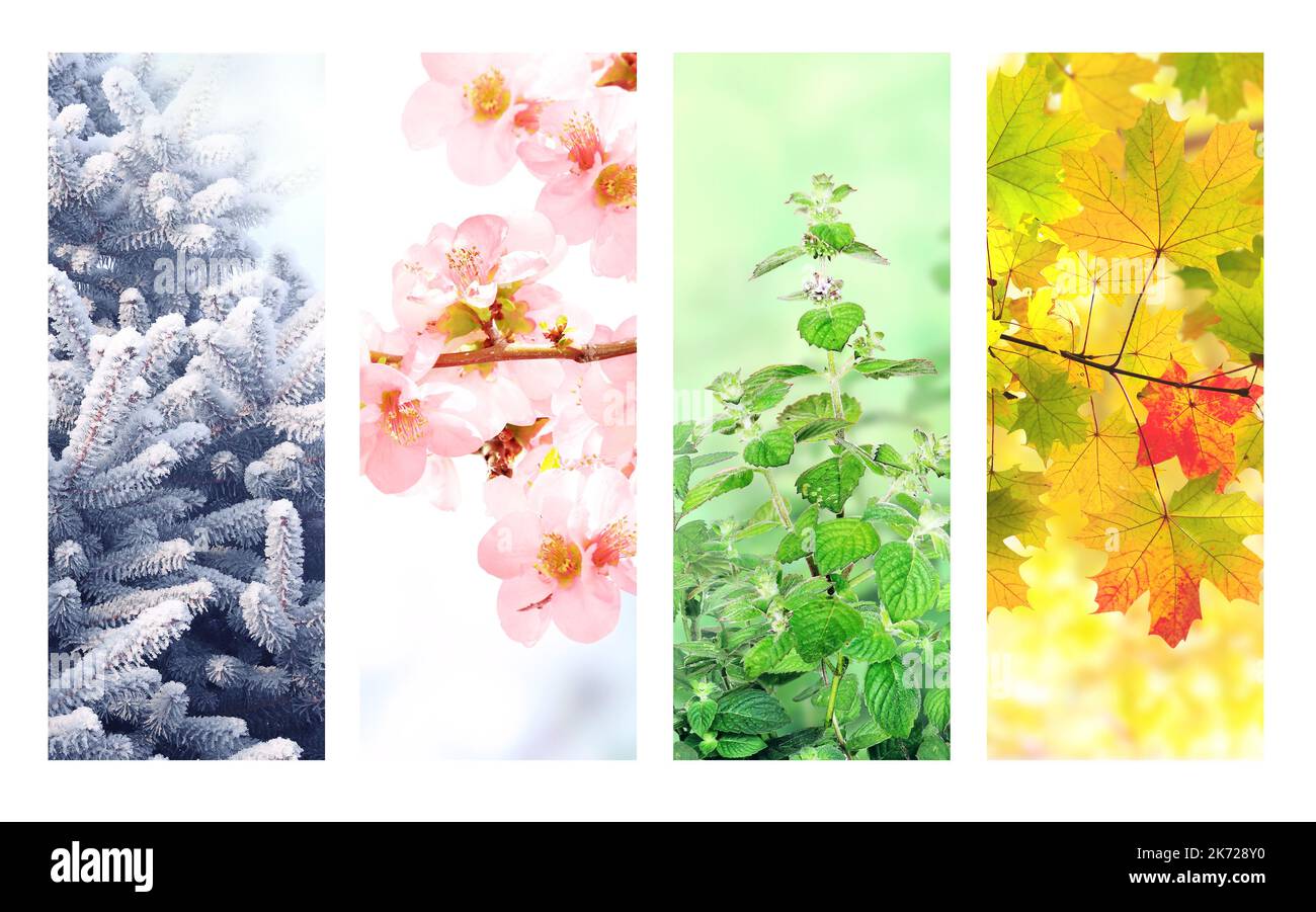 Four seasons of year. Set of vertical nature banners with winter, spring, summer and autumn ...