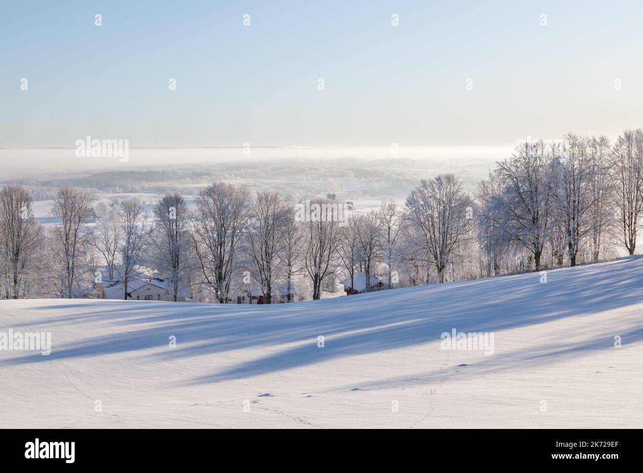 Wintry trees in the landscape with backlight Stock Photo - Alamy