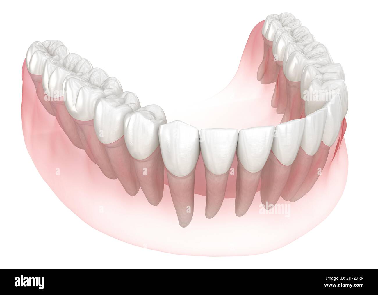 Morphology of human teeth. Medically accurate tooth 3D illustration ...