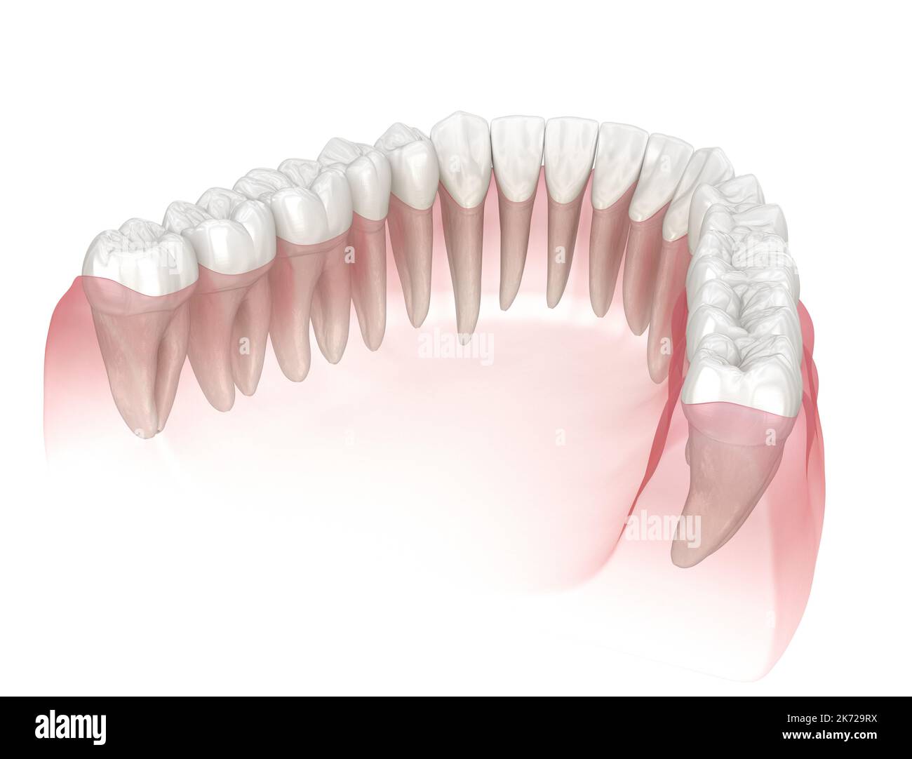 Morphology of human teeth. Medically accurate tooth 3D illustration ...