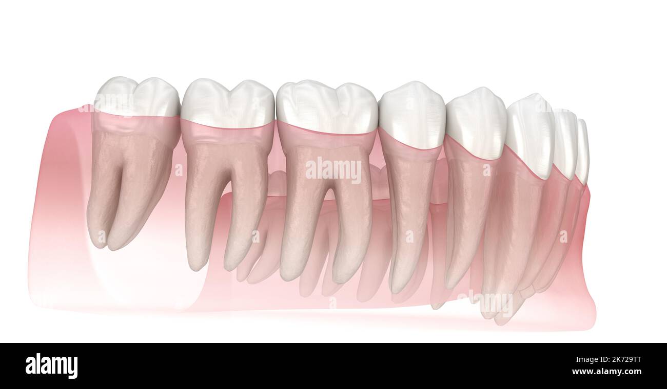 Morphology of human teeth. Medically accurate tooth 3D illustration ...