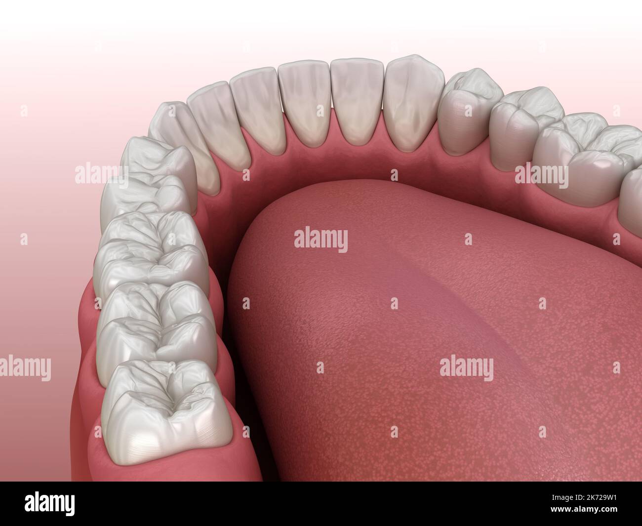 Mandibular human gum and teeth. Medically accurate tooth 3D ...