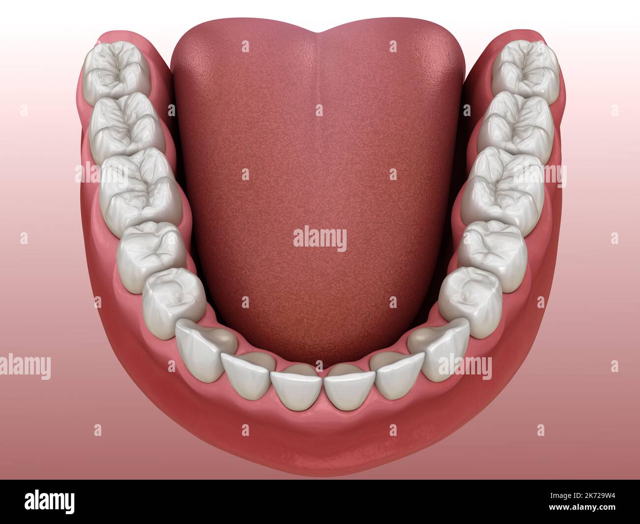Mandibular human gum and teeth. Medically accurate tooth 3D ...