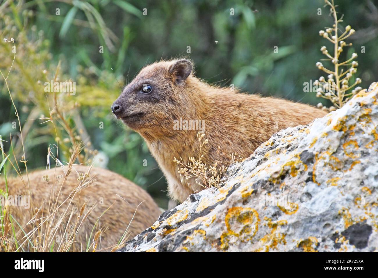 Rock hyrax camouflage hi-res stock photography and images - Alamy