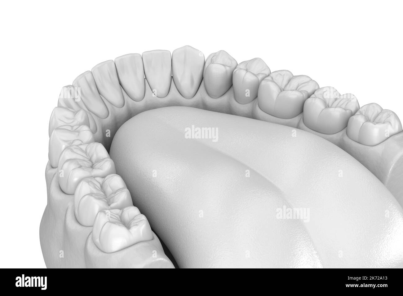 Human gum and teeth in white style. Medically accurate tooth 3D ...