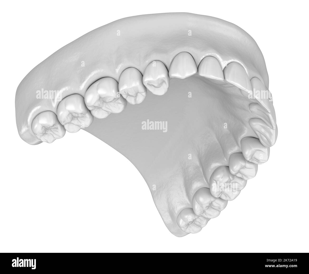 Human gum and teeth in white style. Medically accurate tooth 3D ...
