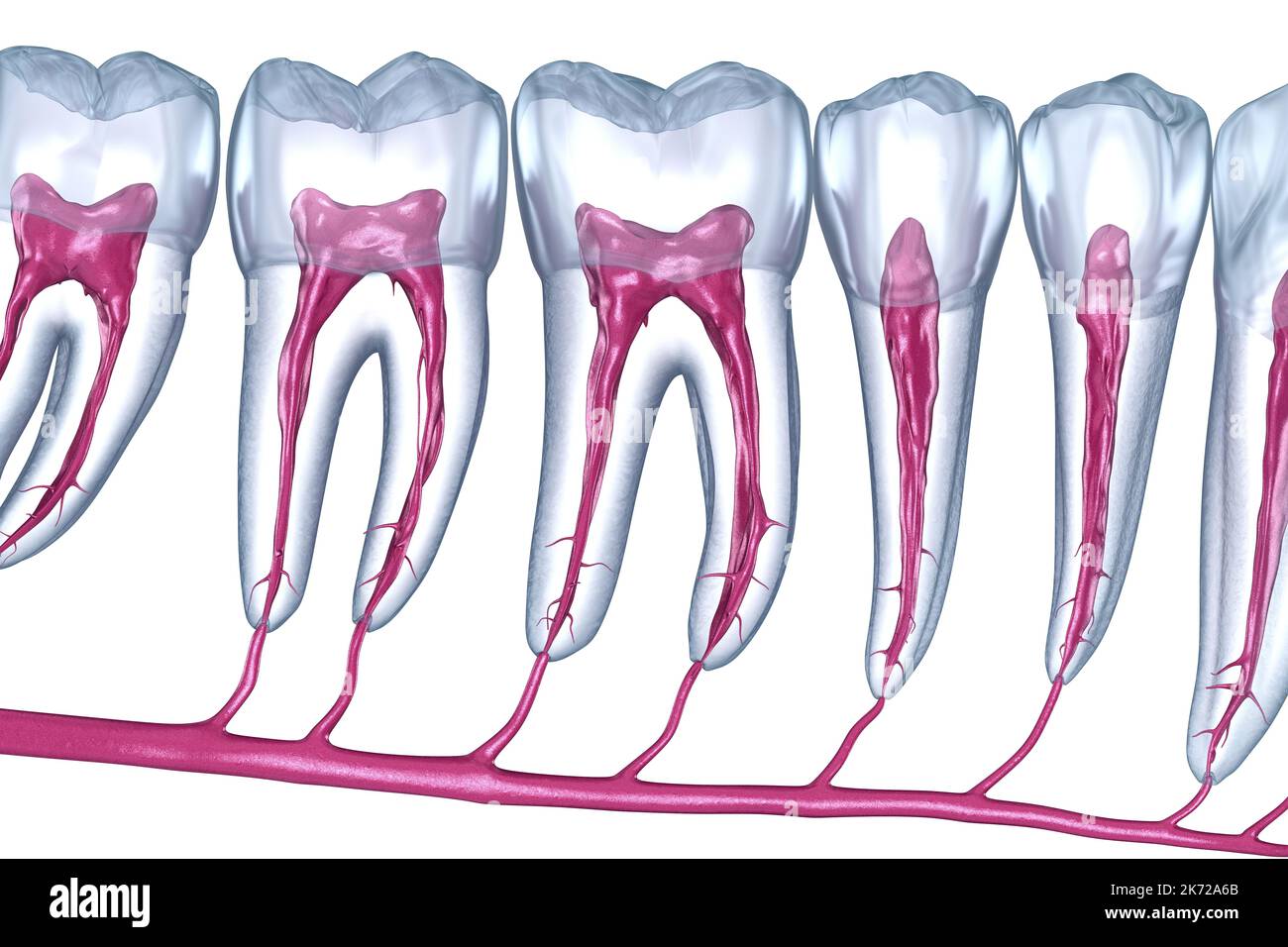 Dental root anatomy, Xray view. Medically accurate dental 3D ...