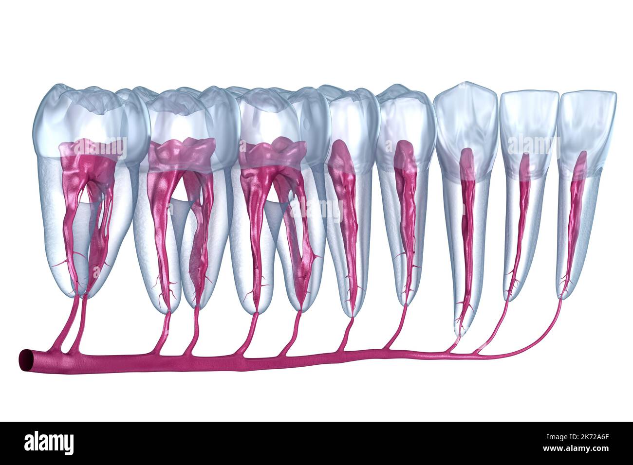 Dental root anatomy, Xray view. Medically accurate dental 3D ...