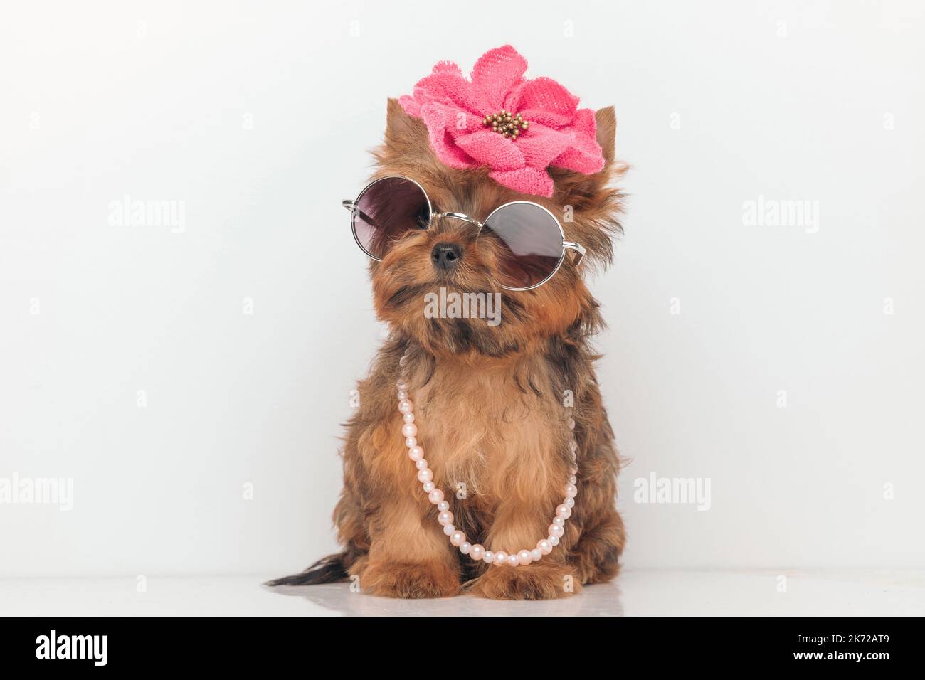 cute little yorkshire terrier dog wearing pink flower, sunglasses and ...