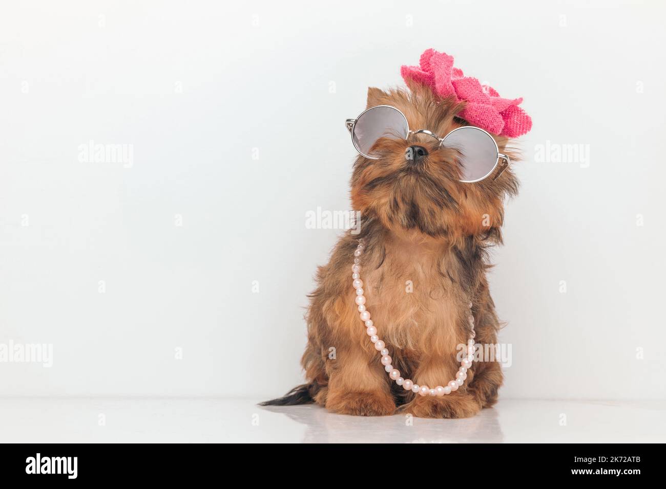 cool elegant yorkie dog wearing sunglasses and flower and posing ...