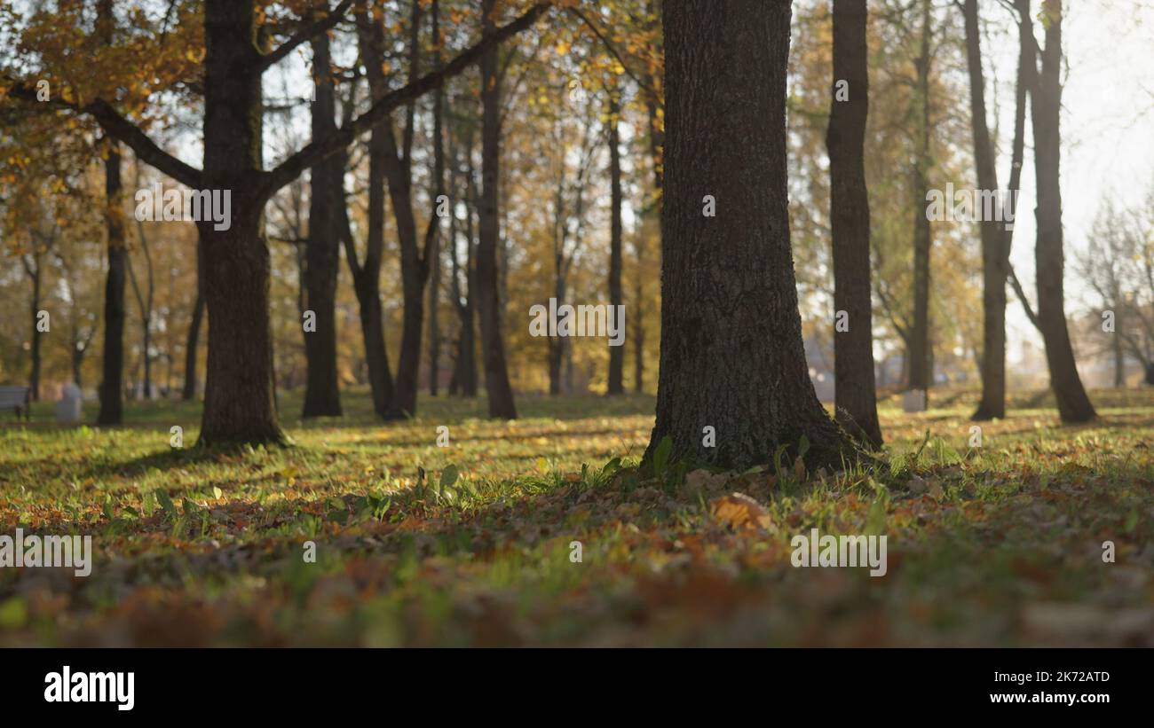 low angle background of park during autumn, wide photo Stock Photo - Alamy