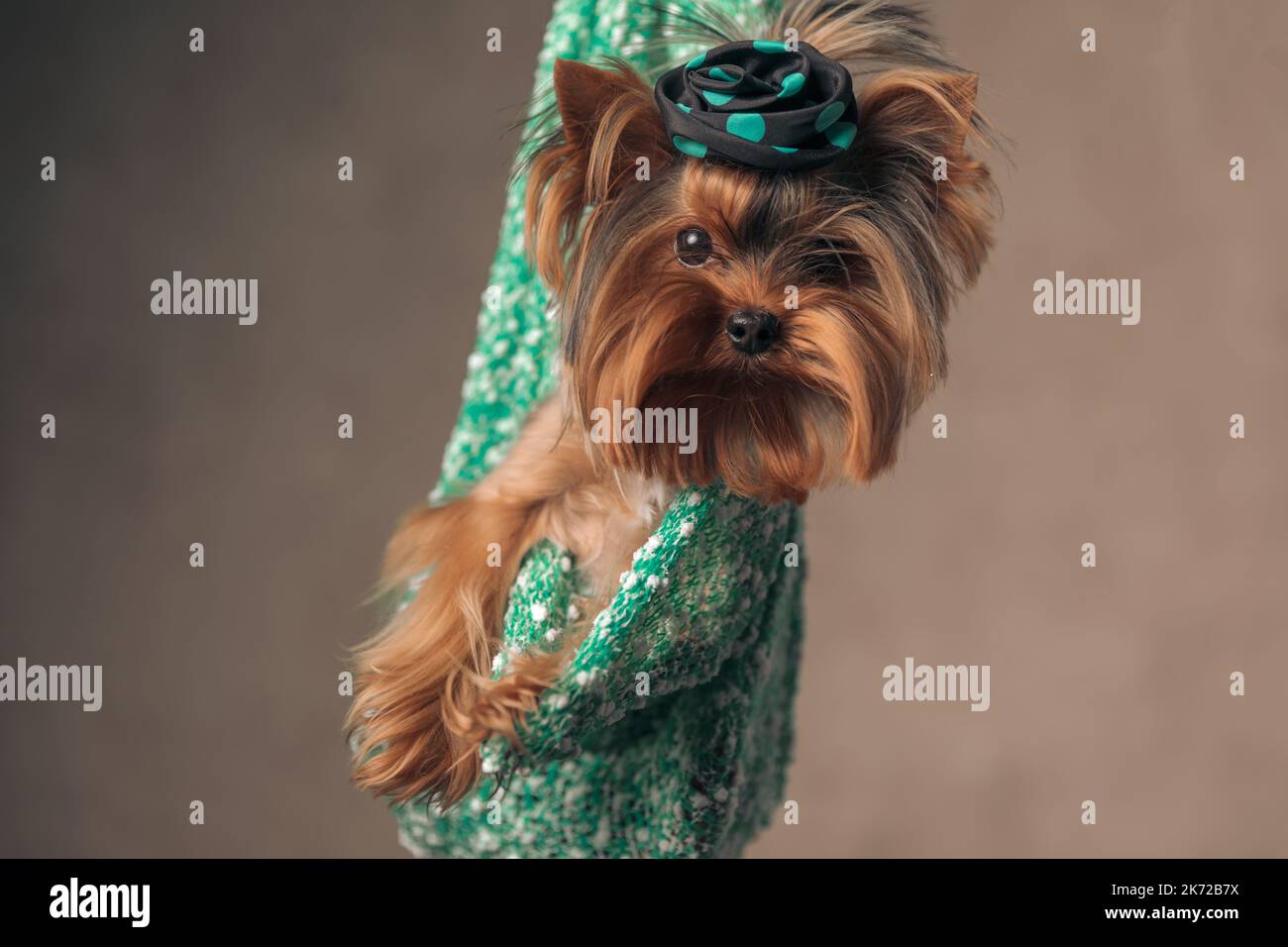 beautiful yorkshire terrier puppy with dotty hat posing in the air in a ...