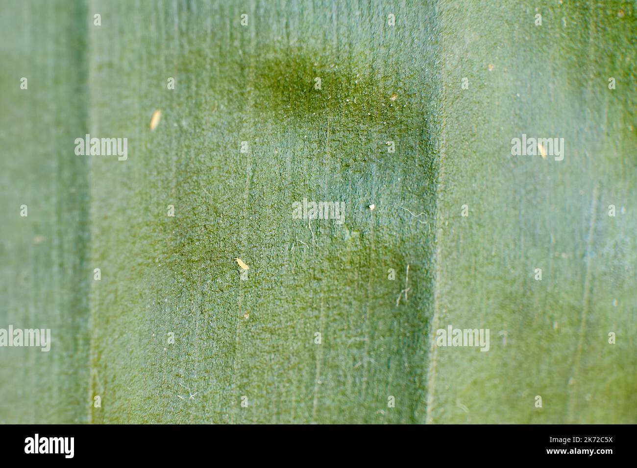 Pests on the leaves of a plant - thrips, macro close-up. Title ...