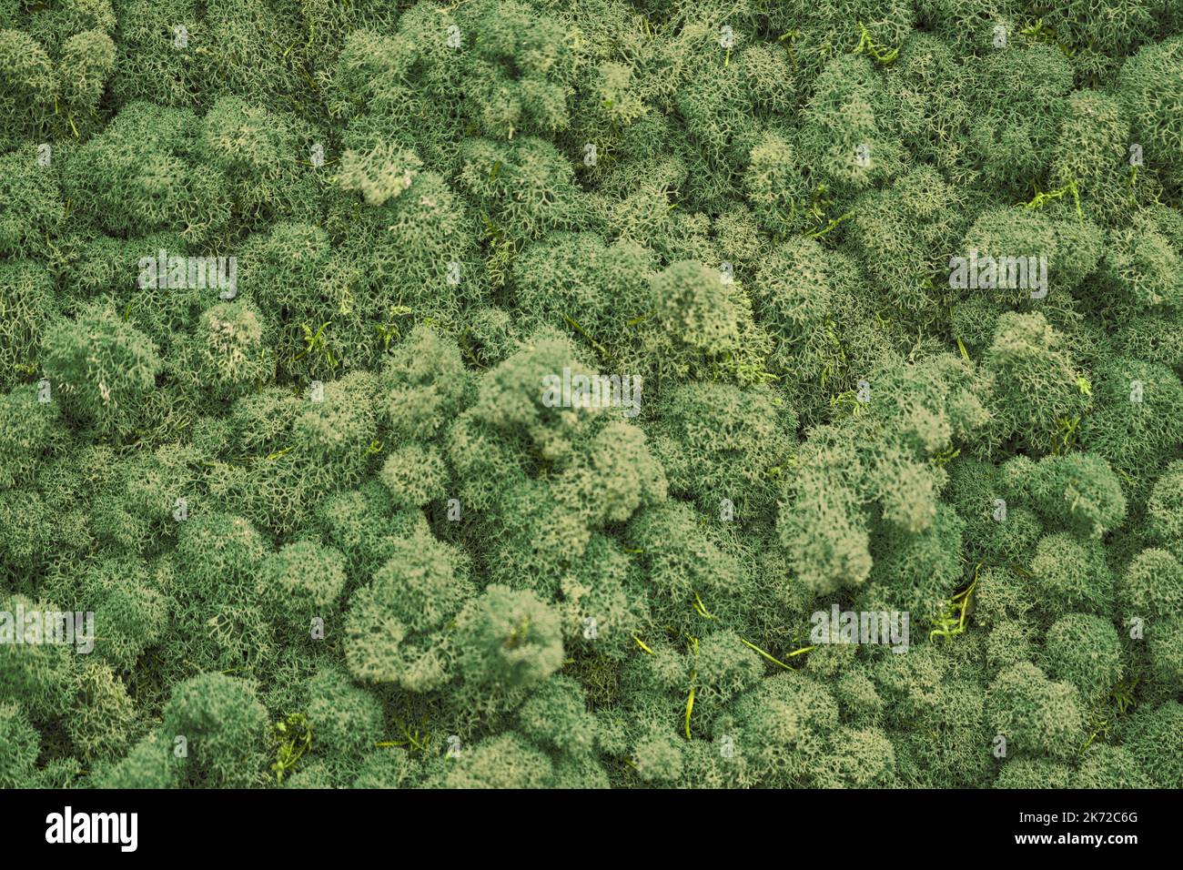 Decorative stabilized moss, close-up background. Moss texture Stock ...