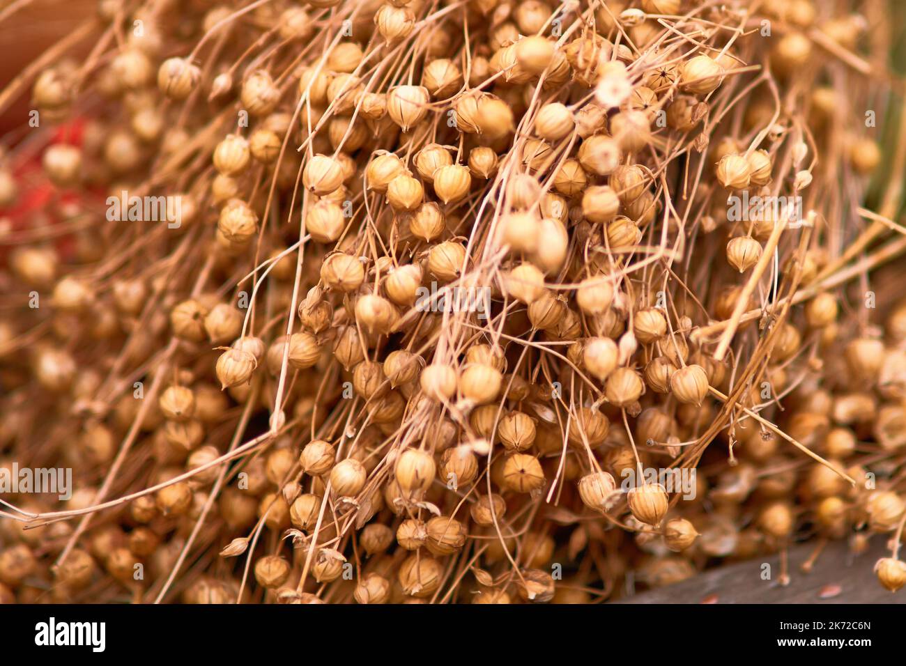 Dry flax plant, harvest branches close-up. Flax grains, macro Stock ...