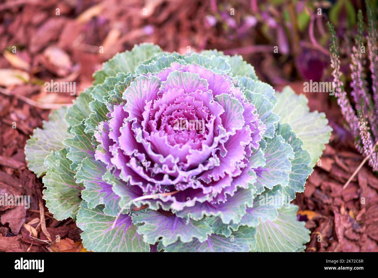 Ornamental cabbage Tokyo pink, close-up. Leaves of ornamental purple ...